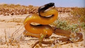Top 10 Most Venomous Snakes in the World - World Blaze