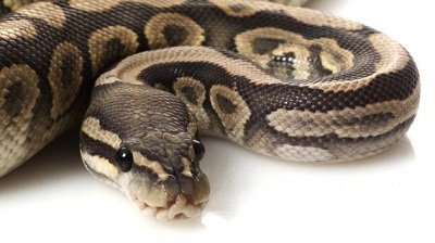 10 Most Dangerous Man Eating Animals on the Earth - World Blaze