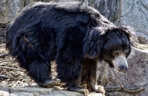 Top Ten Wild Animals Of India - World Blaze