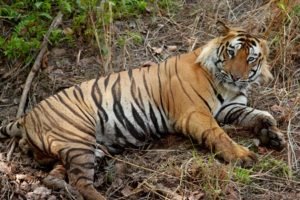 Top 10 Bravest Animals In The World 2026 - World Blaze