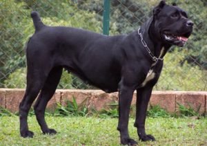 Top 20 Biggest Dog Breeds In The World - World Blaze