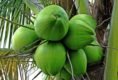 Top 10 Largest Coconut Producing States in India - World Blaze