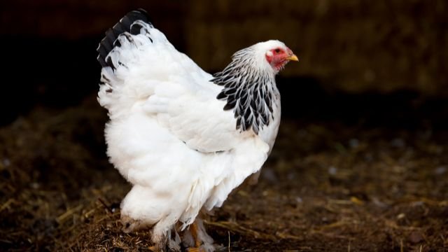 Top 10 Biggest Chickens In The World - World Blaze